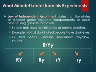 G8 Science Q4- Week 3-Patterns-of-Inheritance.ppt
