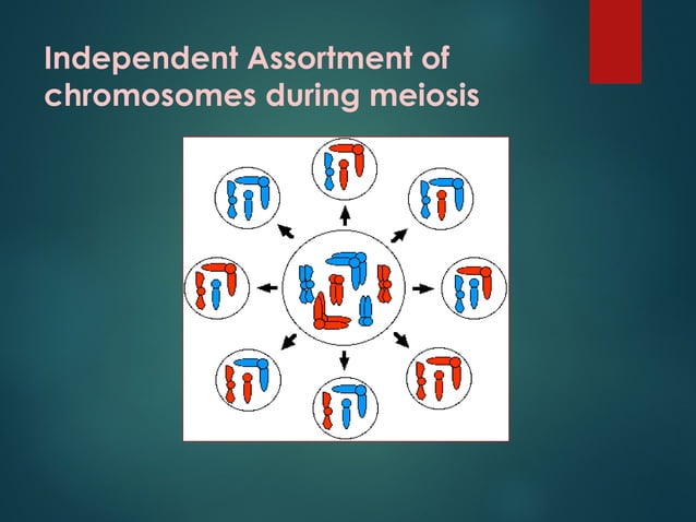 G8 Science Q4- Week 3-Patterns-of-Inheritance.ppt | Genetics | Science