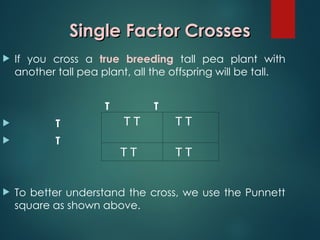 G8 Science Q4- Week 3-Patterns-of-Inheritance.ppt