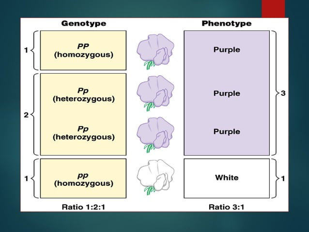 G8 Science Q4- Week 3-Patterns-of-Inheritance.ppt | Genetics | Science