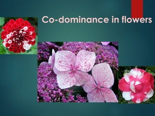 G8 Science Q4- Week 3-Patterns-of-Inheritance.ppt