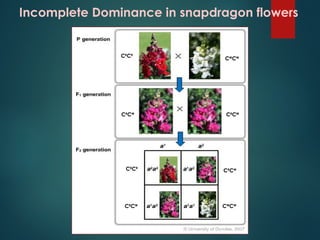 G8 Science Q4- Week 3-Patterns-of-Inheritance.ppt