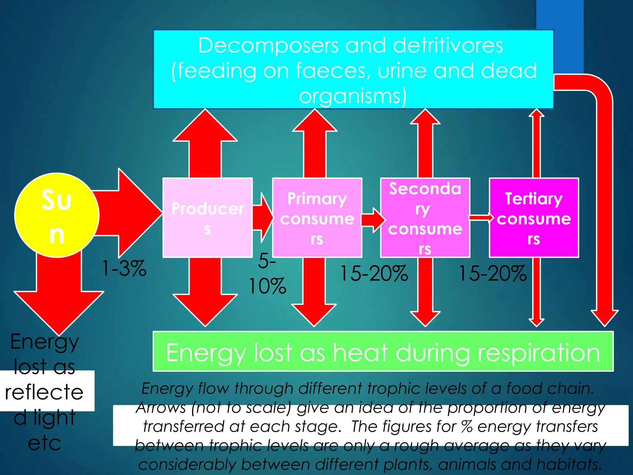G8 Science Q4- Week 5-Energy-transfer-between-trophic-levels.pptx