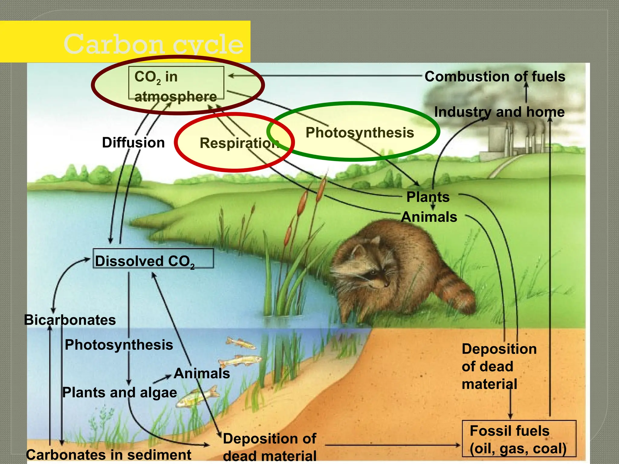 G8 Science Q4- Week 6-Materials Cycle in Ecosystem.pptx