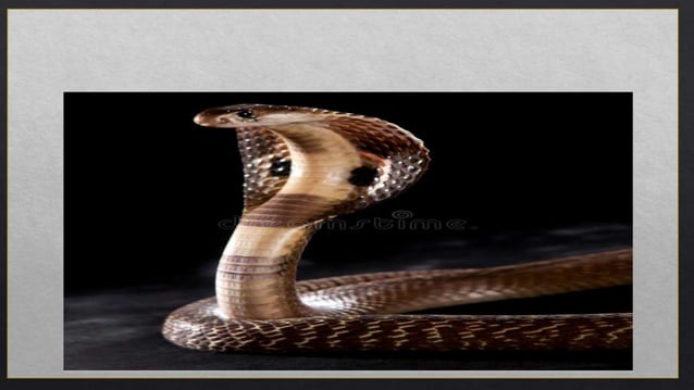 ANG HATOL NG KUNEHO-ANG HATOL NG KUNEHOpptx | PPTX