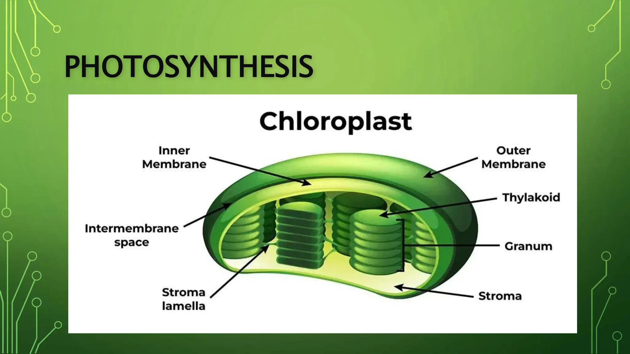 grade 9 -Photosynthesis Power point Presentation | PPTX