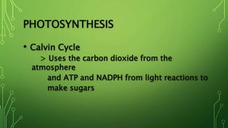 grade 9 -Photosynthesis Power point Presentation | PPTX