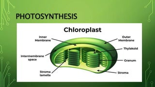 grade 9 -Photosynthesis Power point Presentation | PPTX