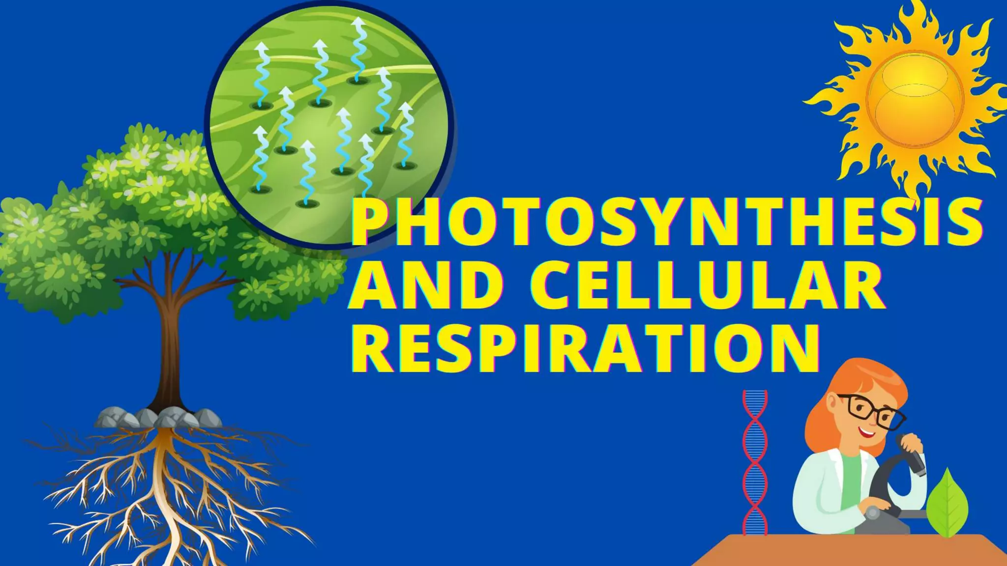 Photosynthesis and cellular respiration | PPTX