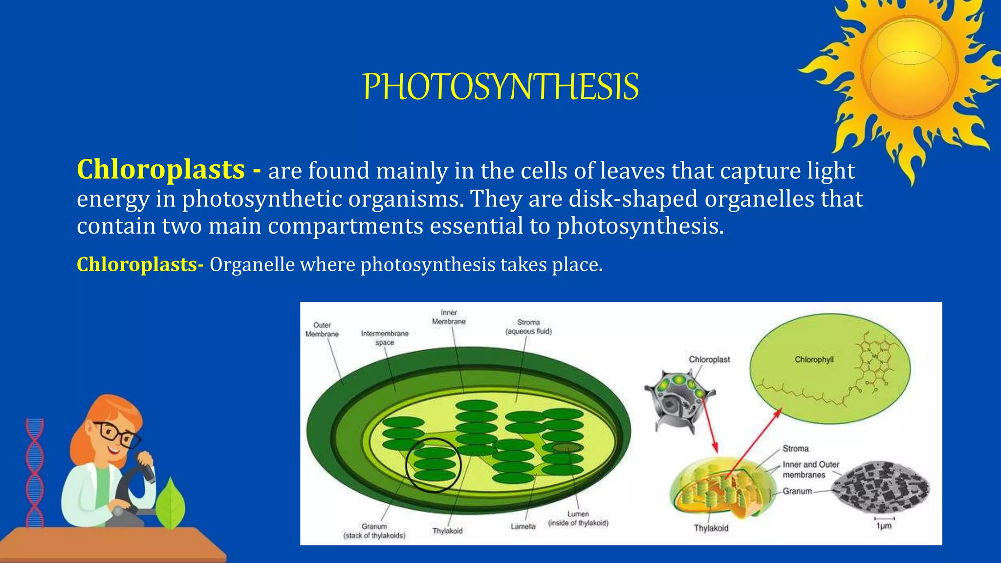 Photosynthesis and cellular respiration | PPTX