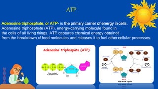 Photosynthesis and cellular respiration | PPTX