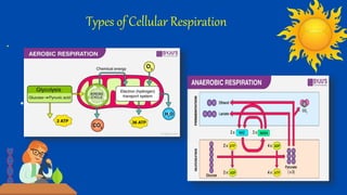Photosynthesis and cellular respiration | PPTX