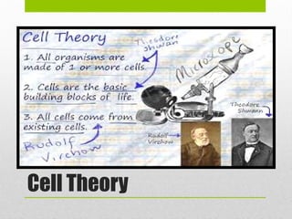The presentation cell organelles and their functions in the cell. | PPTX