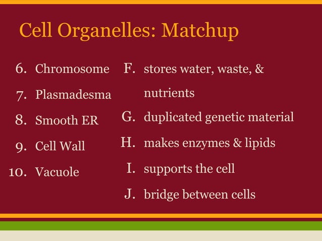 Grade 9 biology test revision | PDF | Biological Sciences | Science