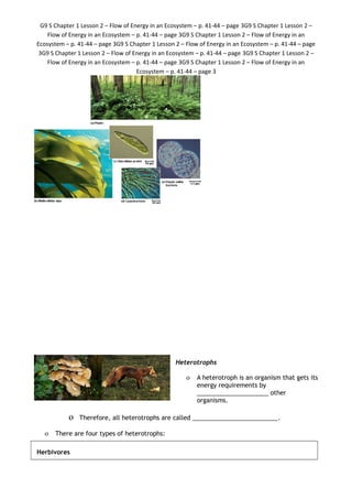 G9 ch2.2 energy in an ecosystem | RTF
