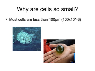G9 ch9.1 cell cycle | PPT