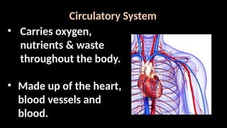 G9 SCIENCE LESSON 1-Human Body Systems - Respiratory and Circulatory ...