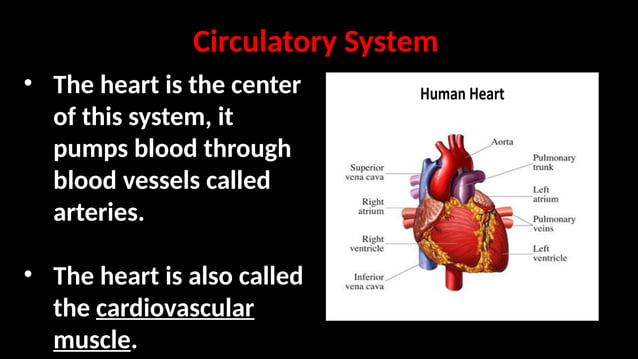 G9 SCIENCE LESSON 1-Human Body Systems - Respiratory and Circulatory ...