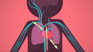G9 SCIENCE LESSON 1-Human Body Systems - Respiratory and Circulatory ...