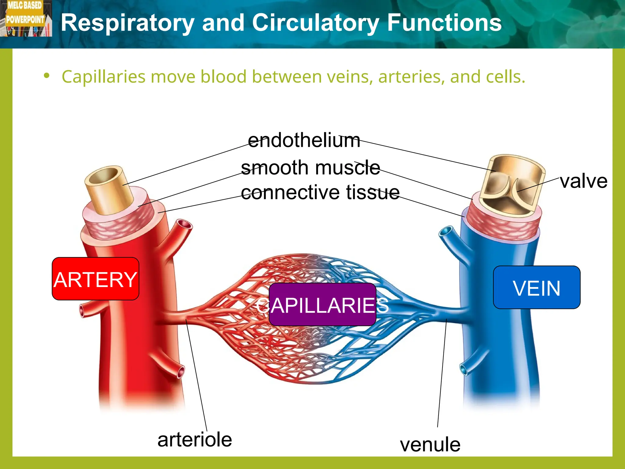 G9 Science Q1- Week 1-2 Respiratory-Circulatory-System.ppt