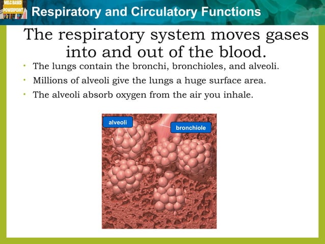 G9 Science Q1- Week 1-2 Respiratory-Circulatory-System.ppt