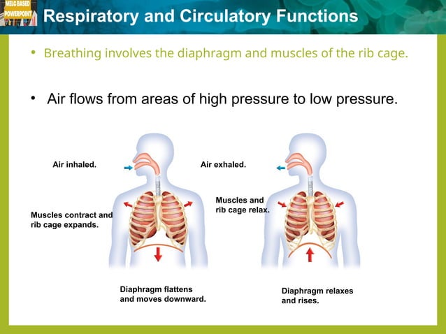 G9 Science Q1- Week 1-2 Respiratory-Circulatory-System.ppt