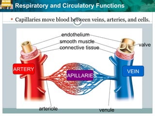 G9 Science Q1- Week 1-2 Respiratory-Circulatory-System.ppt