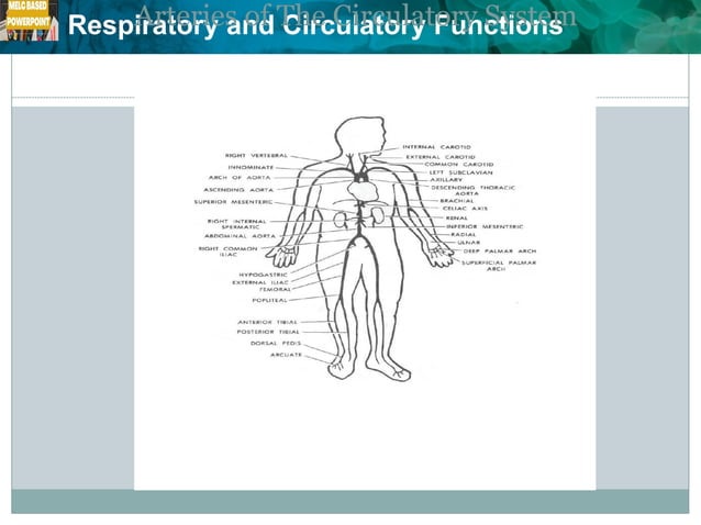G9 Science Q1- Week 1-2 Respiratory-Circulatory-System.ppt