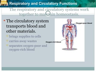 Respiratory-Circulatory in grade 9 science 1st quarter | PPT