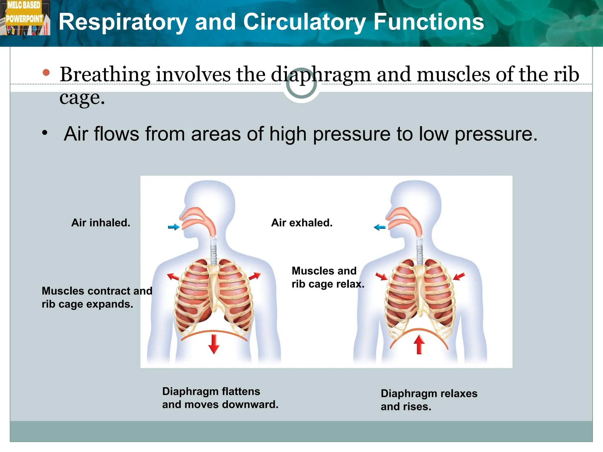 G9 Science Q1- Week 1-2 Respiratory-Circulatory-System.ppt