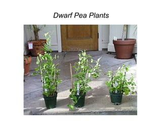 GA Dwarf | PPT
