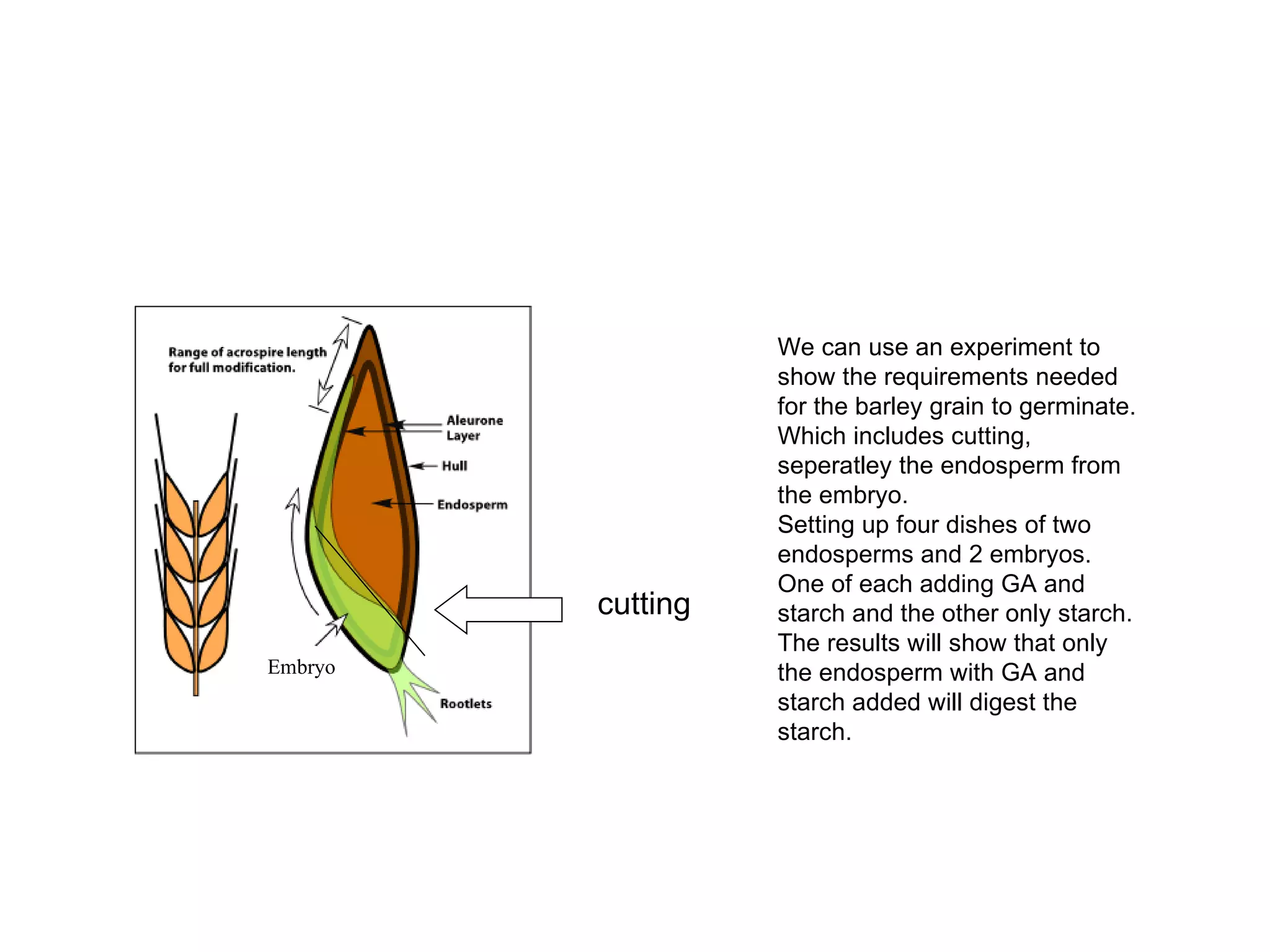 GA Germination | PPT