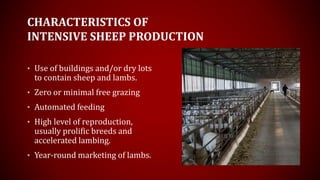Raising sheep intensively | PPTX