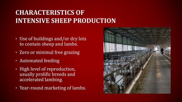 Raising sheep intensively | PPTX | Agriculture | Industries