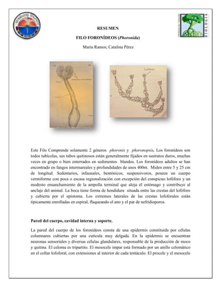 Phylum phoronida | PDF