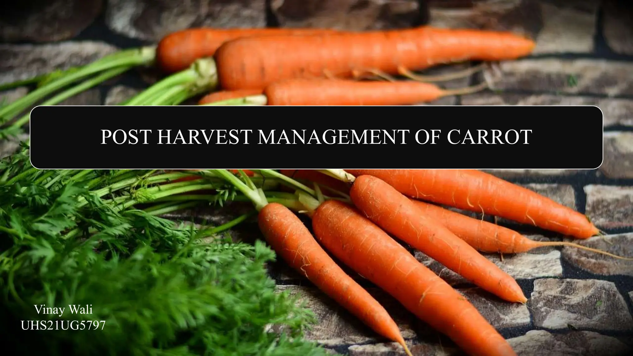 Post Harvest Management Practices of Carrot.pptx