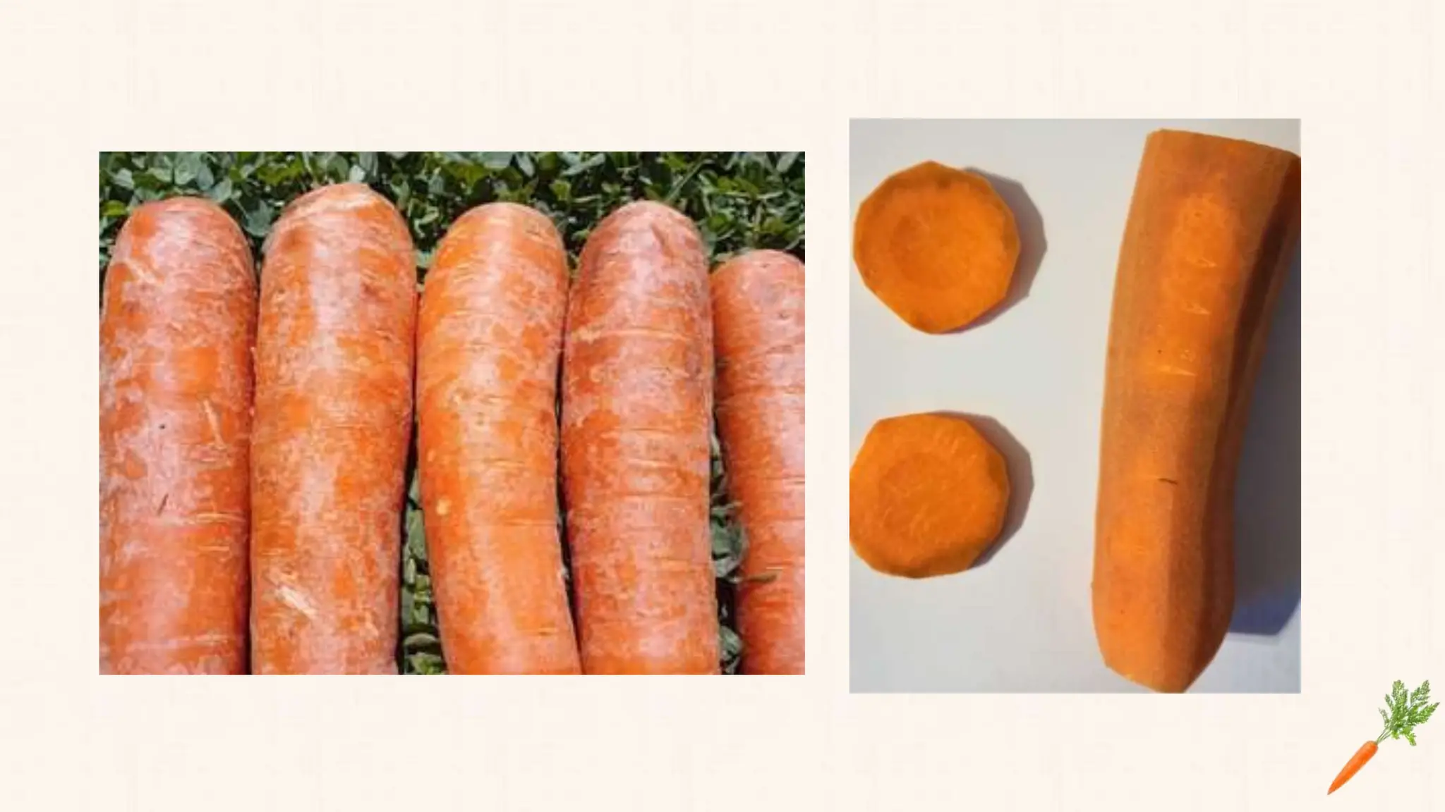 Post Harvest Management Practices of Carrot.pptx