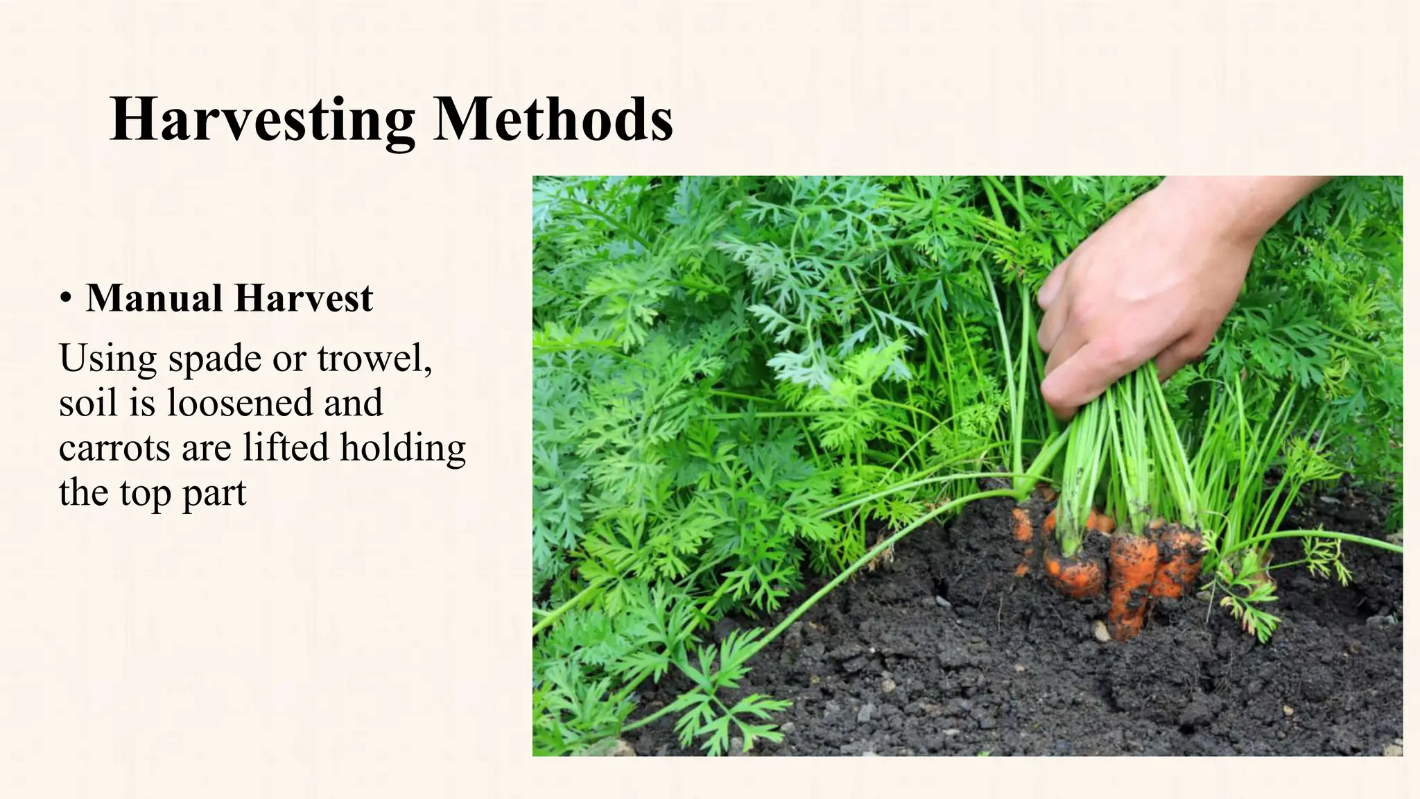 Post Harvest Management Practices of Carrot.pptx