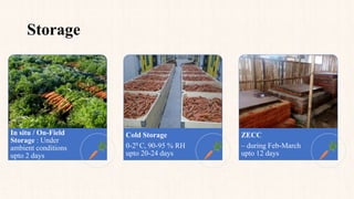 Post Harvest Management Practices of Carrot.pptx