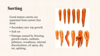Post Harvest Management Practices of Carrot.pptx