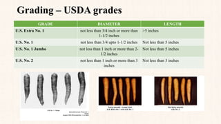 Post Harvest Management Practices of Carrot.pptx