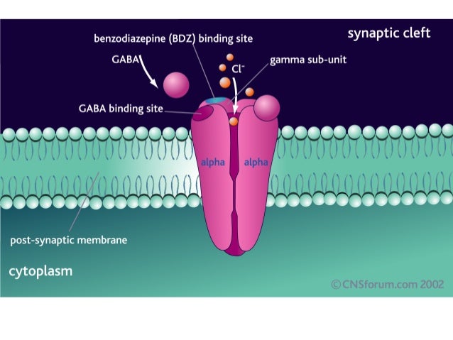 Pharmacology of GABA