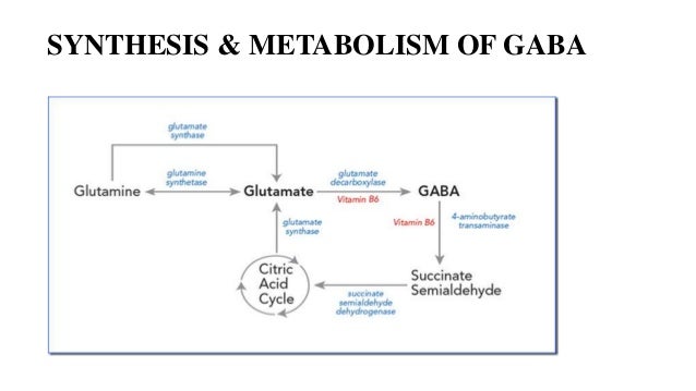 Gabaergic system by Siddhartha Das