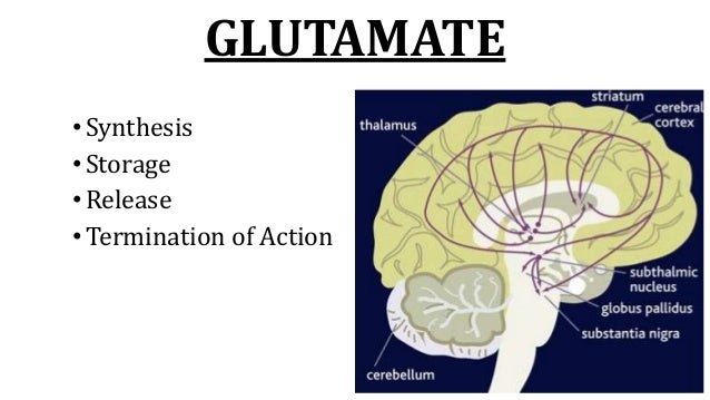 GABA, glutamate receptors and their modulation