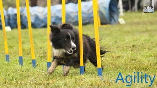 Intro to Azure Api Management - With Cats | PPTX