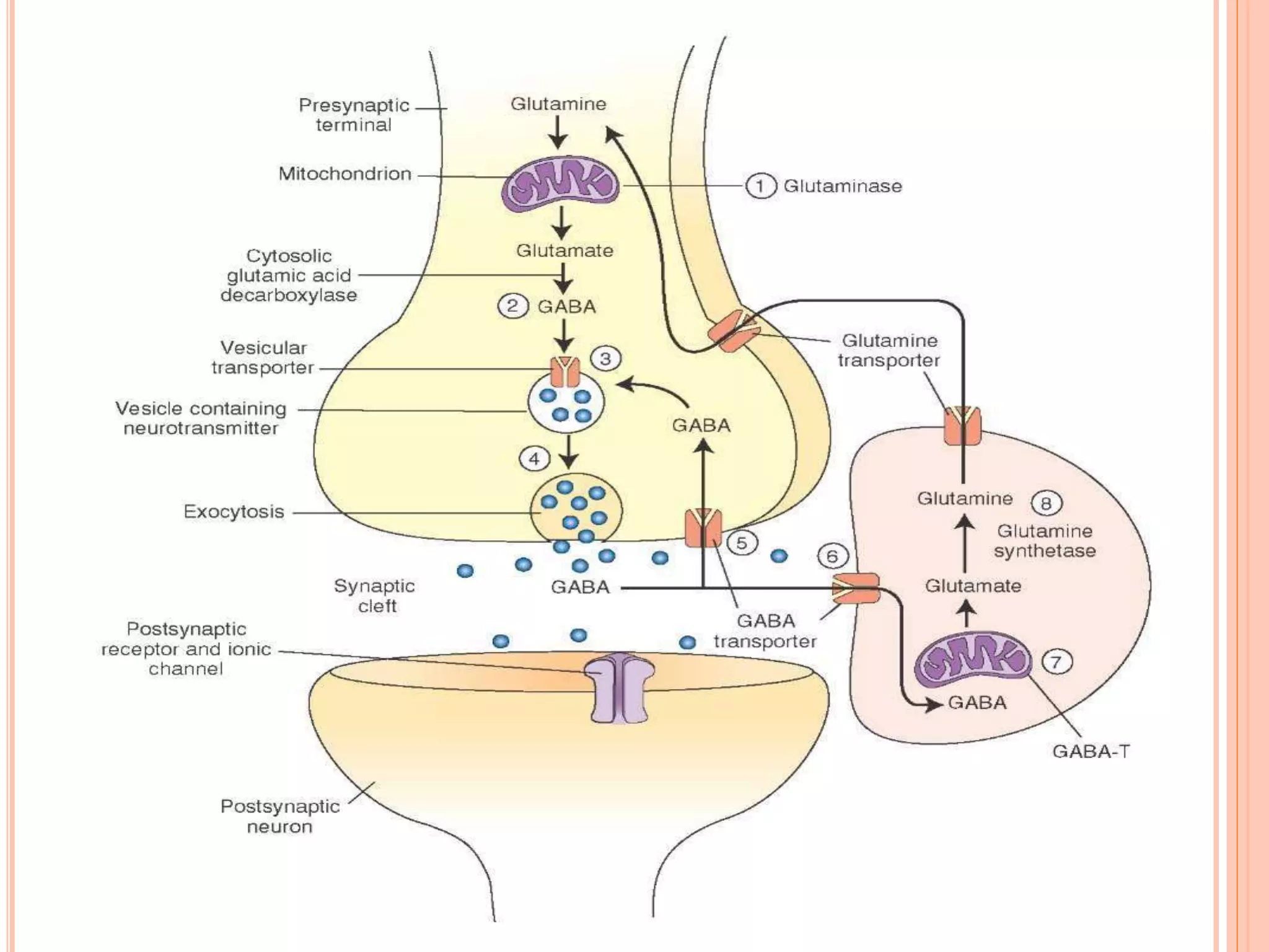 neurotransmitter gaba | PPTX