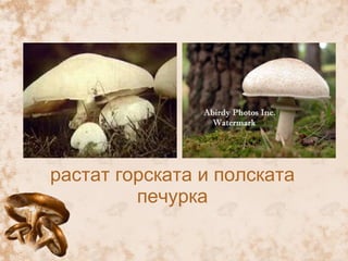 Gabite V Prirodata | PPS