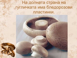 Gabite V Prirodata | PPS