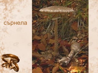 Gabite V Prirodata | PPS