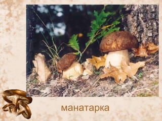 Gabite V Prirodata | PPT